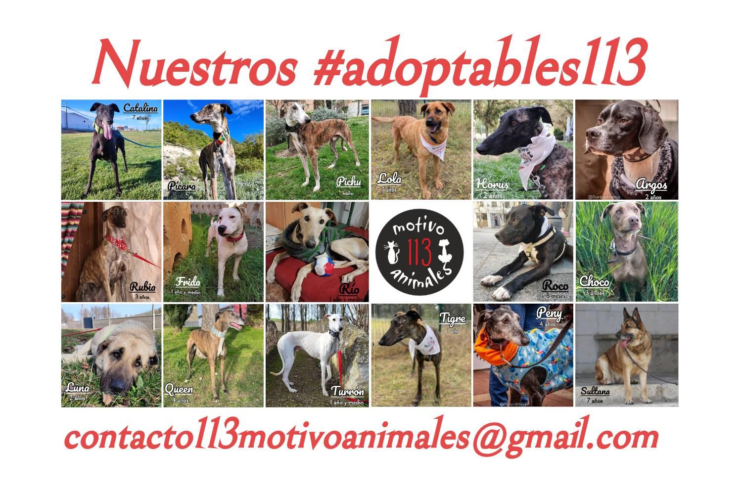 113 Motivo Animales